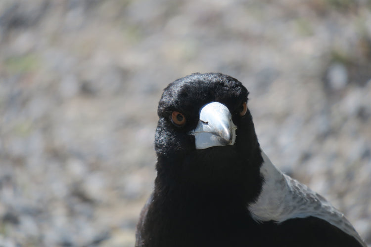 Find out how PieProof helmets keep you safe from Magpie attacks ...