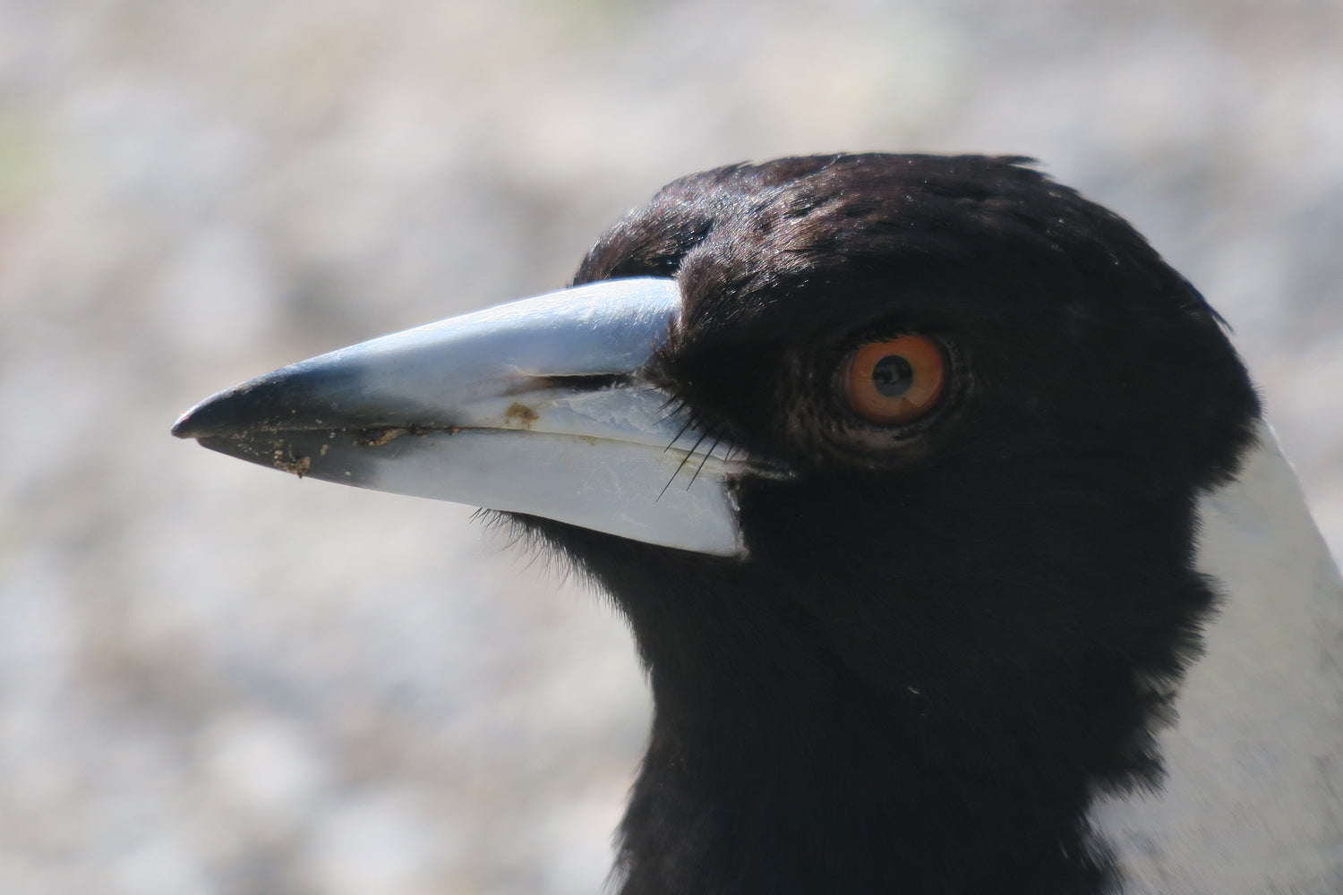 Magpie Behaviour | PieProof – PieProof Cycle Helmets